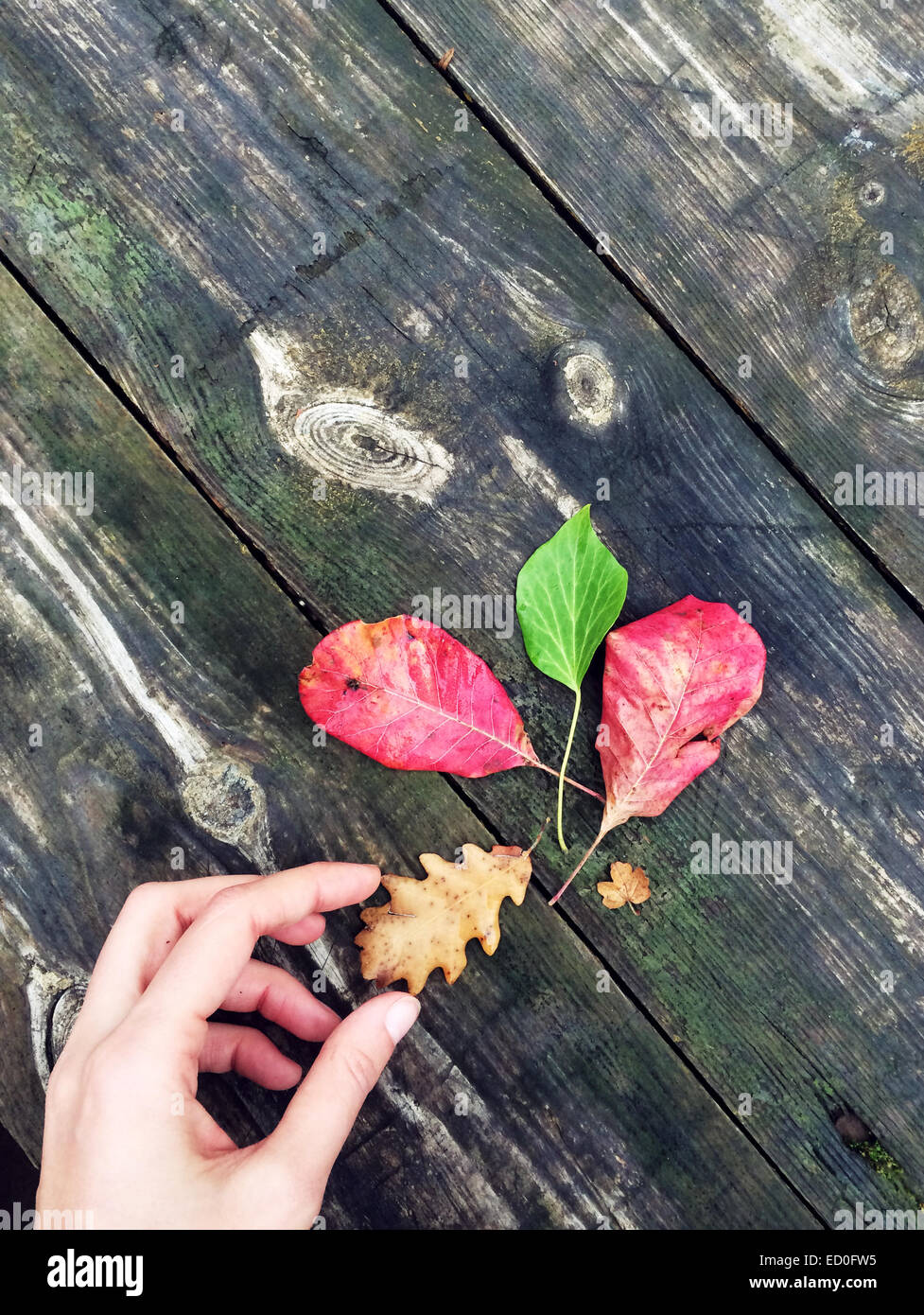 Womans hands autumn leaves hi-res stock photography and images - Alamy