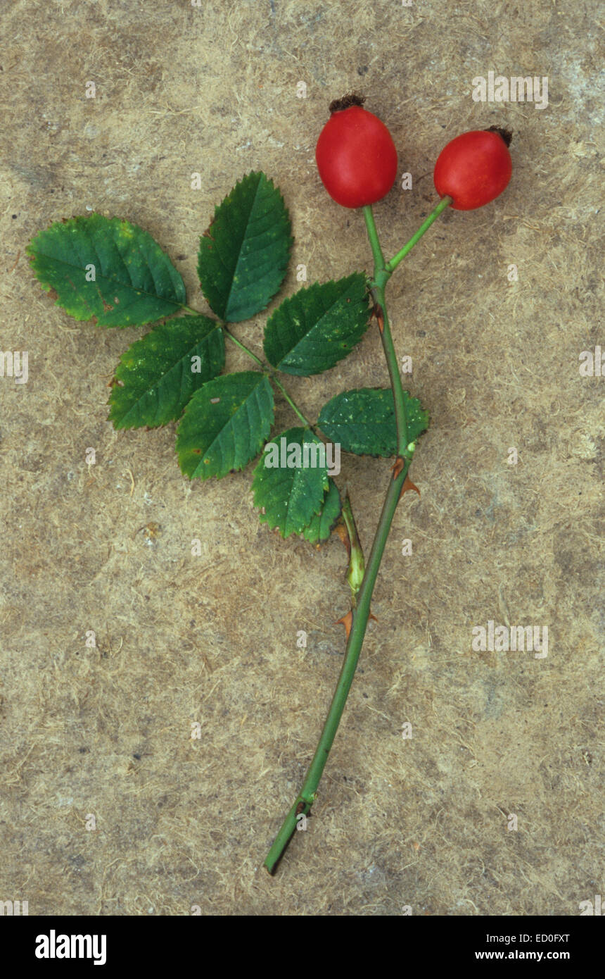 Single stem of Dog rose or Rosa canina with two waxy red rosehips and ...