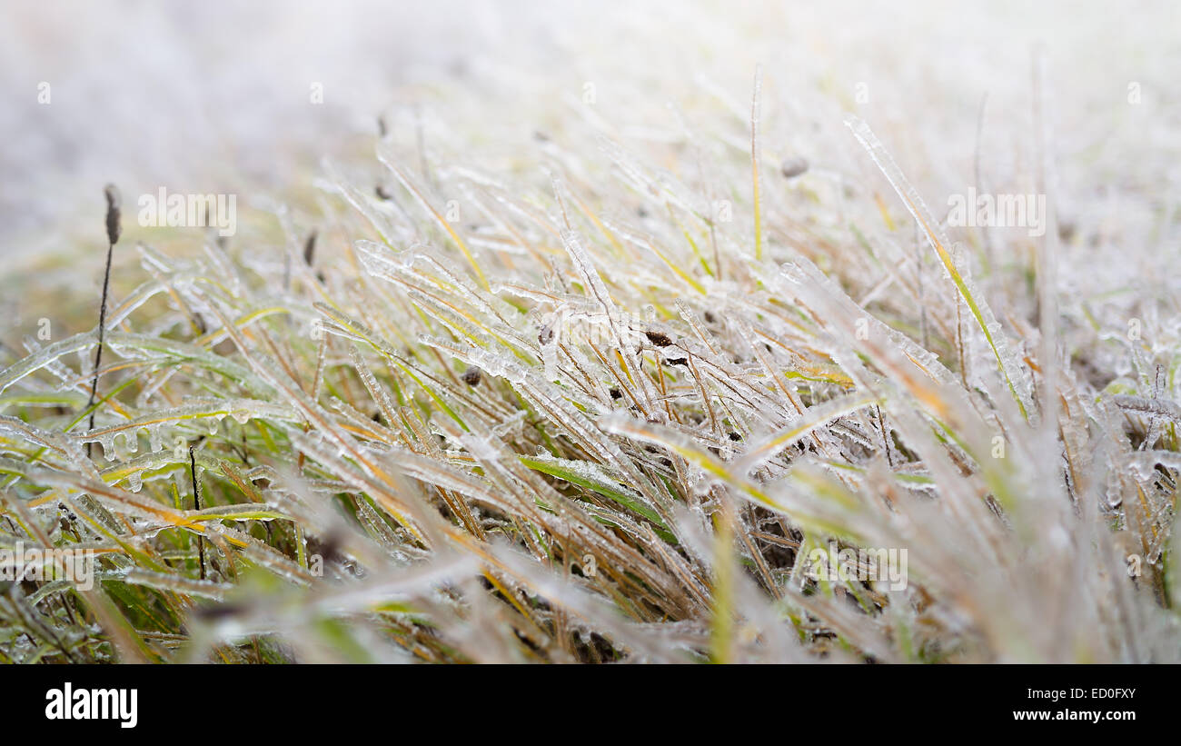 Close-up of grass in ice Stock Photo - Alamy