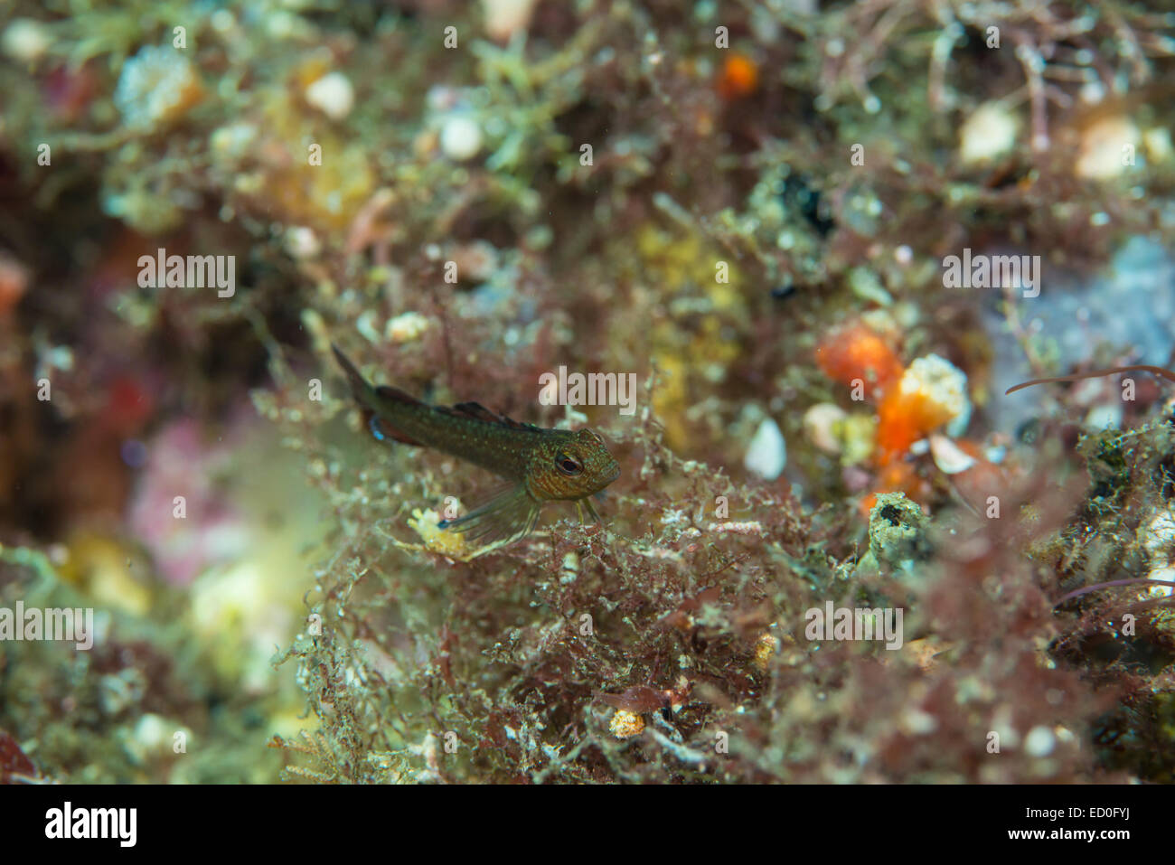Fiordland south island new zealand underwater hi-res stock photography ...