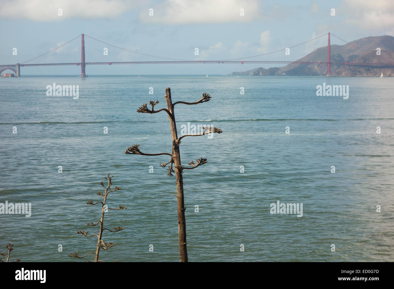 Golden gate bridge from underneath hi-res stock photography and images ...