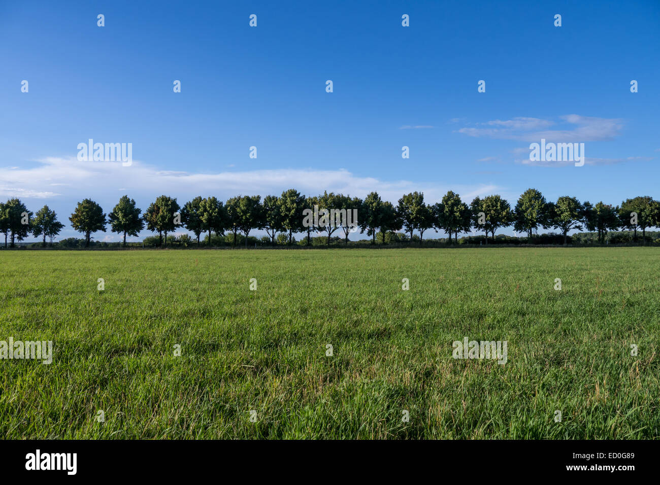 beautiful green treeline in summertime Stock Photo - Alamy