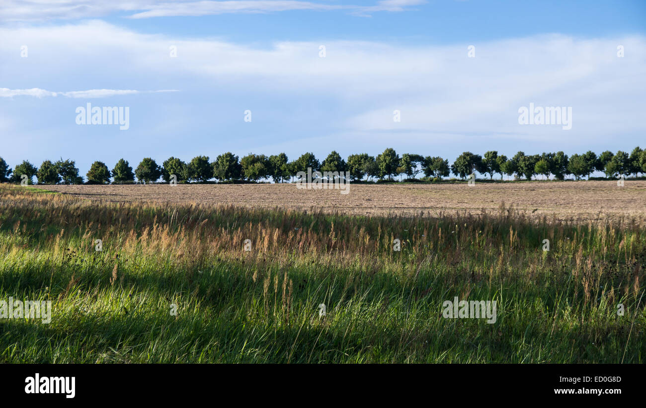 beautiful green treeline in summertime Stock Photo - Alamy