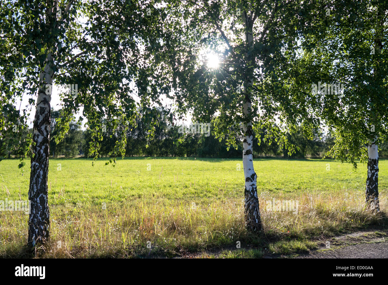 birch trees on meadow with sunlight in summer Stock Photo - Alamy