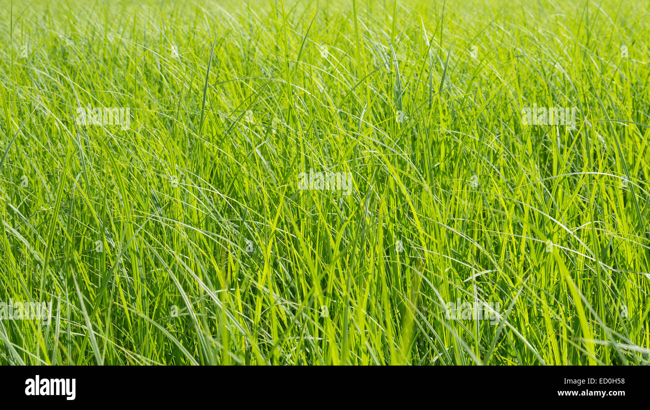 grasses texture, meadow in summer Stock Photo - Alamy