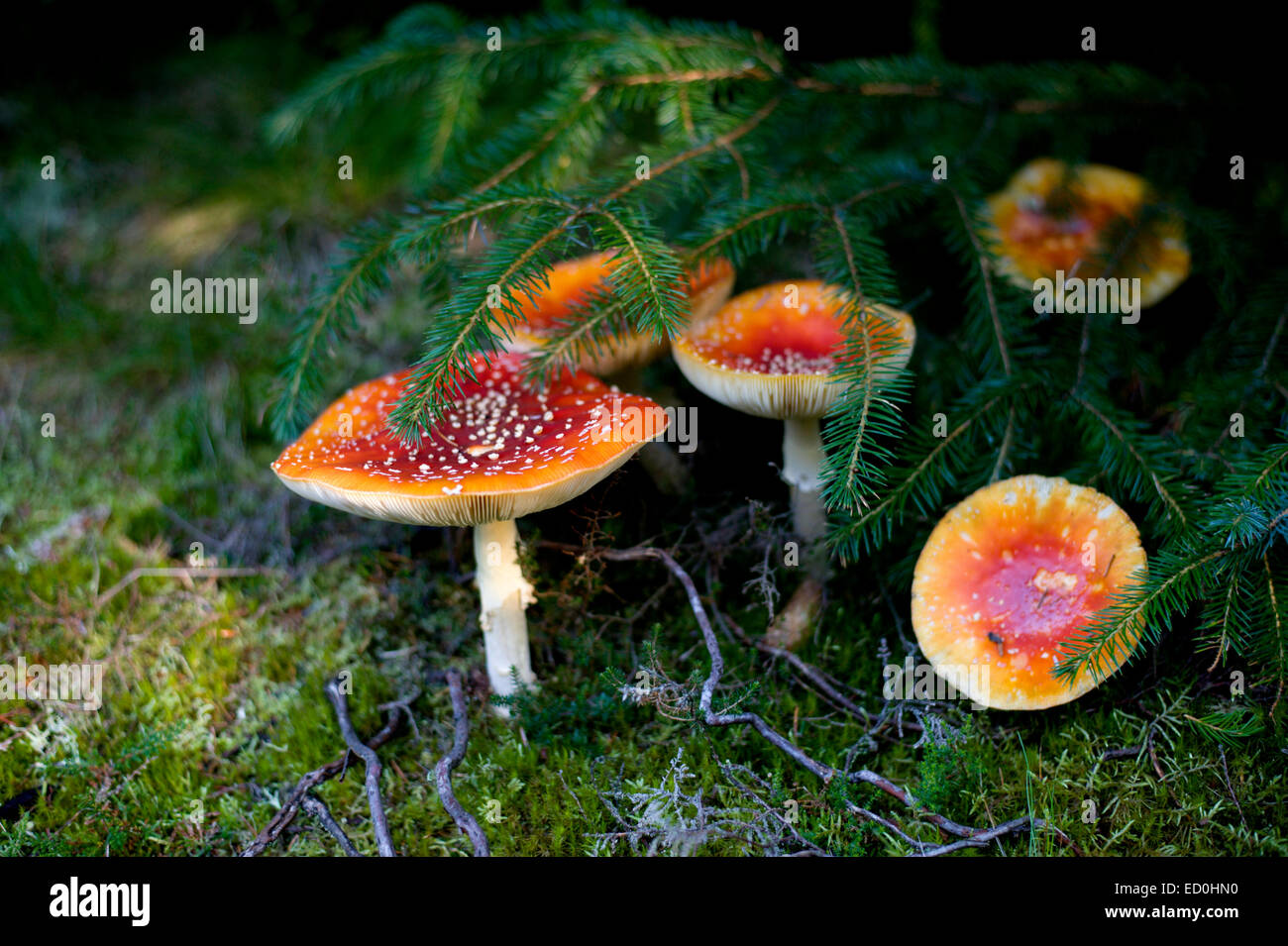 Mushrooms and Toadstools thrive on the damp and shaded soil along the ...