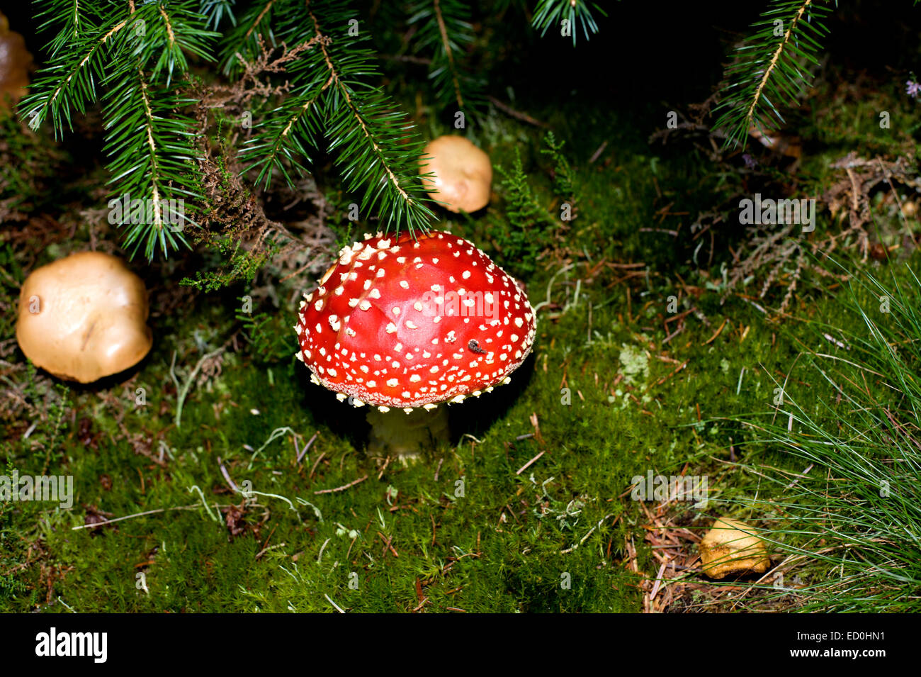 Mushrooms and Toadstools thrive on the damp and shaded soil along the ...
