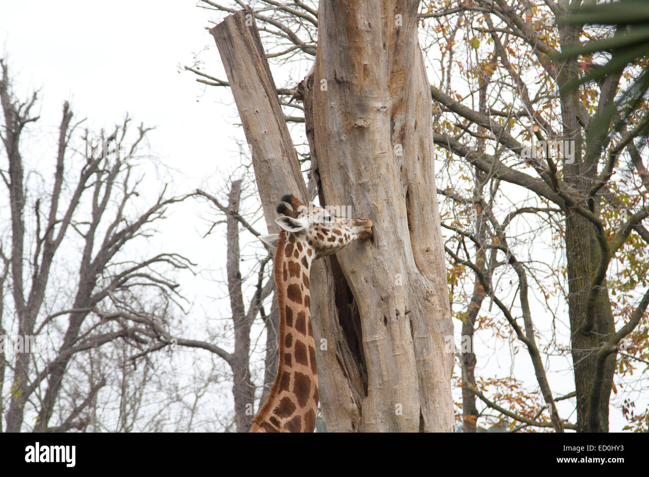 Biopark zoological hi-res stock photography and images - Alamy