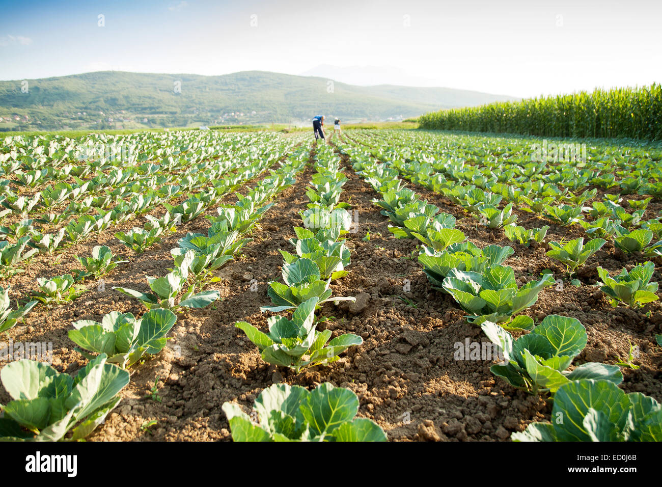 Spring cabbage hi-res stock photography and images - Alamy