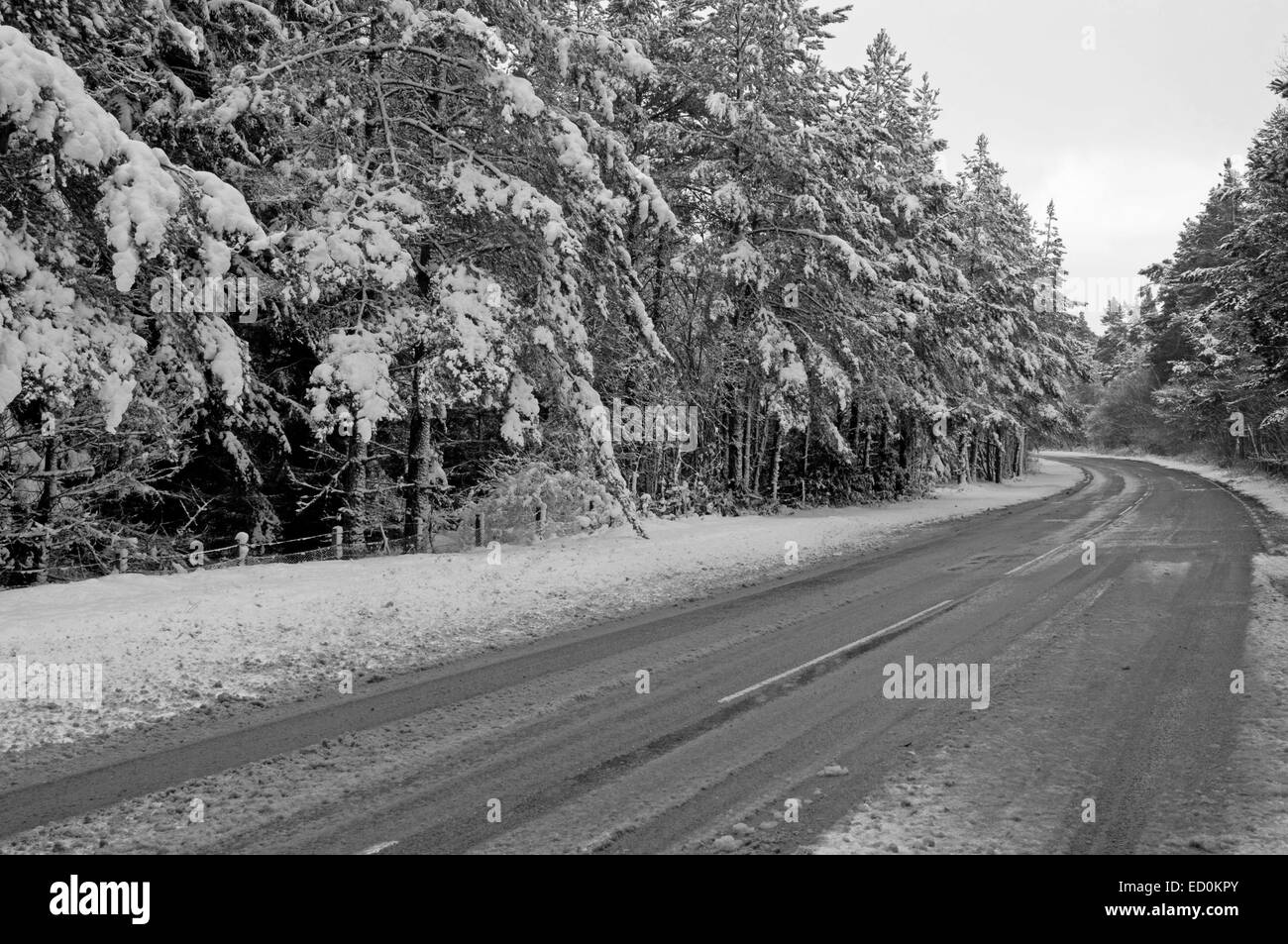Pine tree laden snow hi-res stock photography and images - Alamy