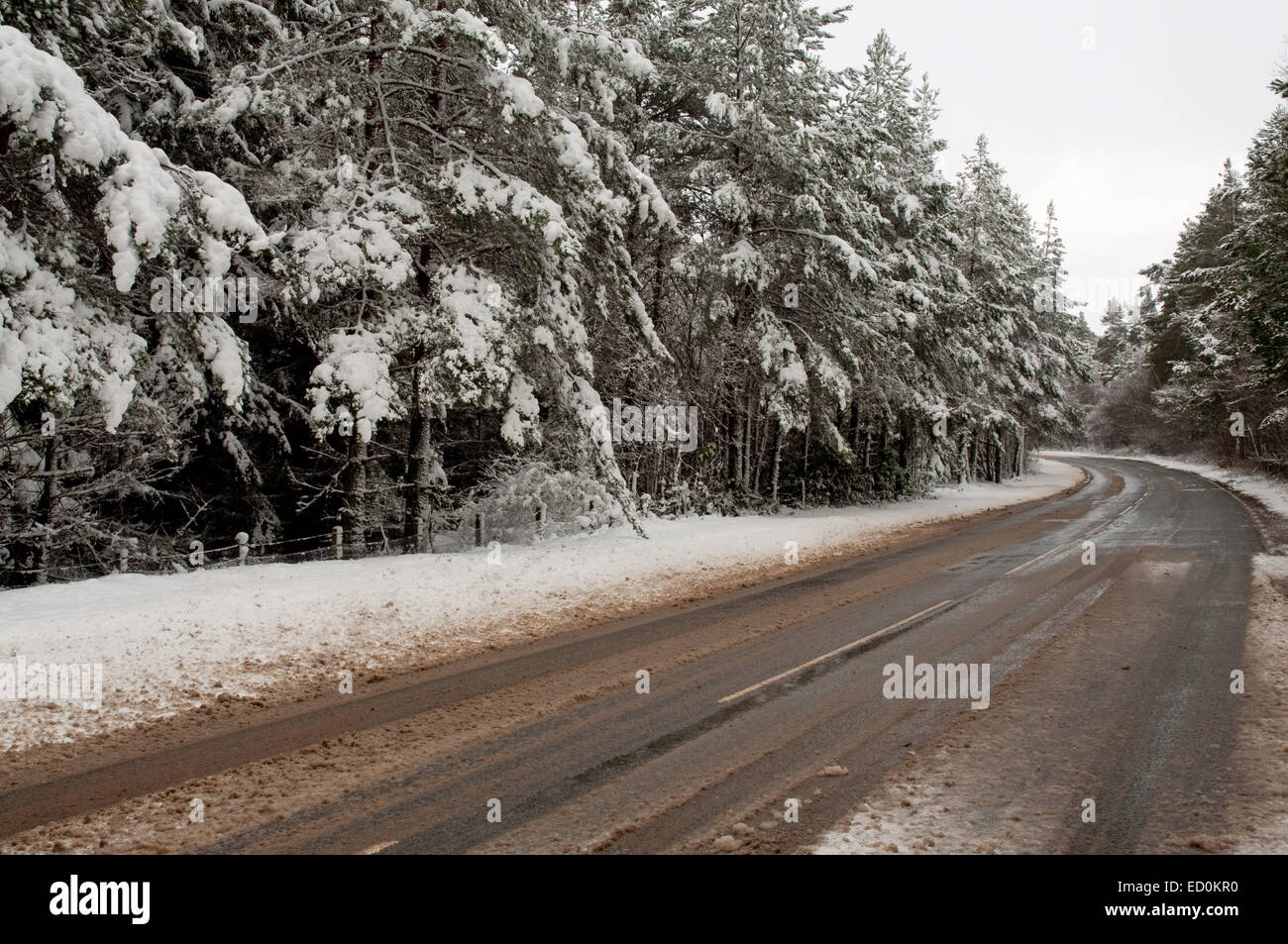Road through snow laden Pine trees Stock Photo - Alamy