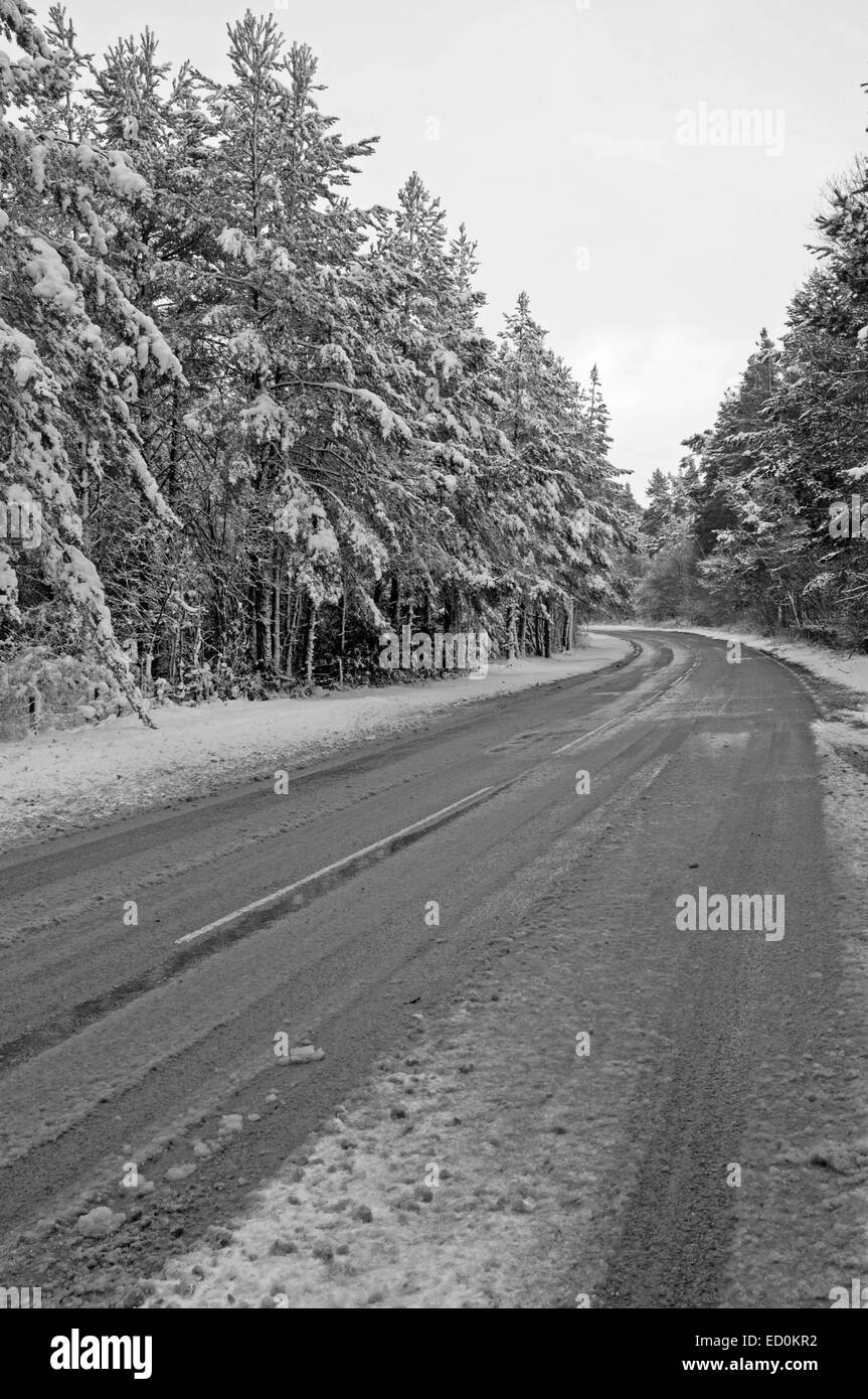 Evergreen trees snow Black and White Stock Photos & Images - Alamy