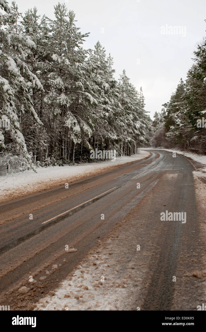 Road through snow laden Pine trees Stock Photo - Alamy