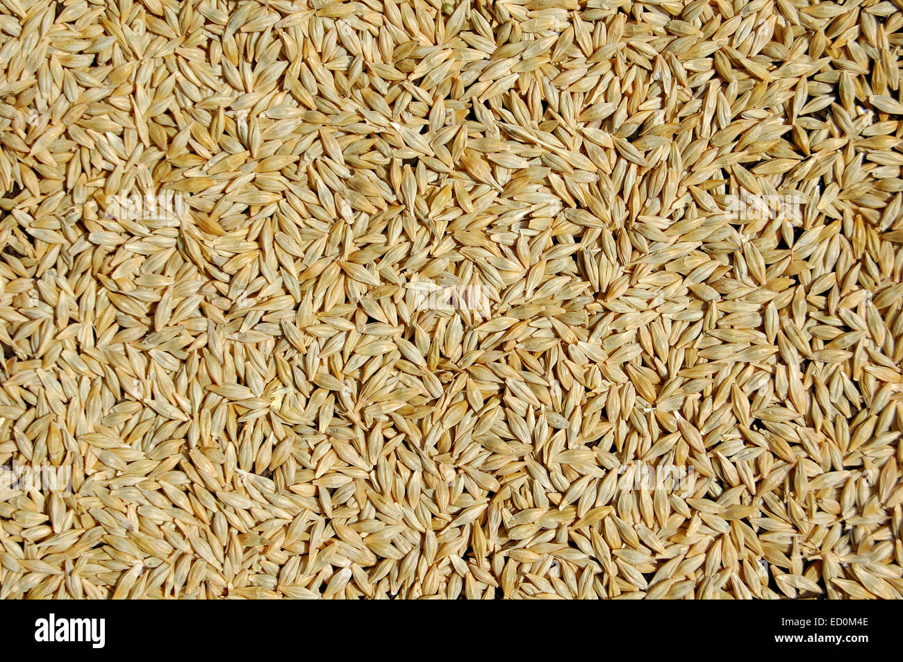 Yellow barley grains are ready for long term storage Stock Photo - Alamy