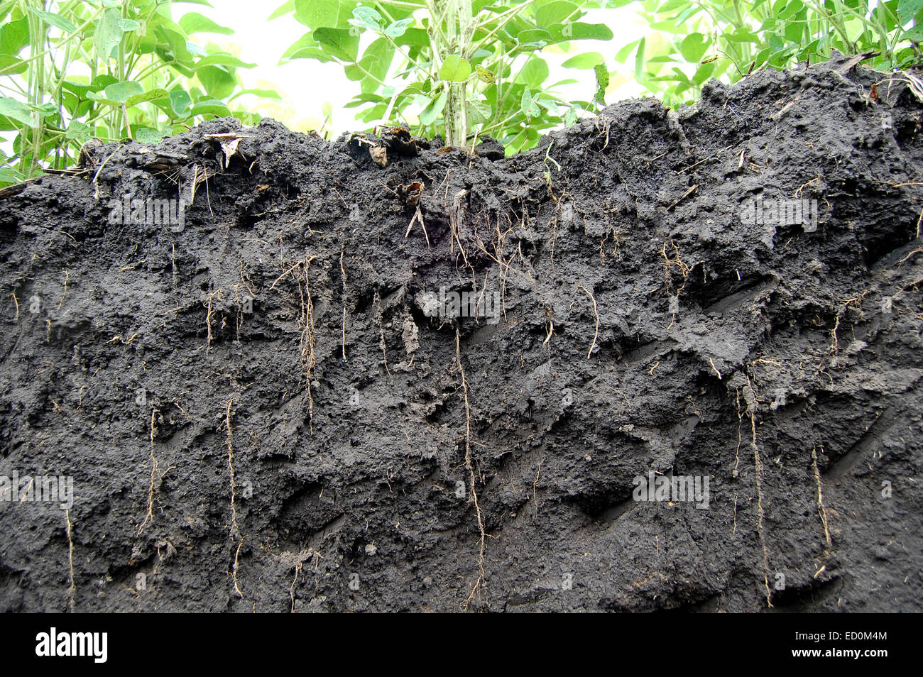 Long thin root hi-res stock photography and images - Alamy