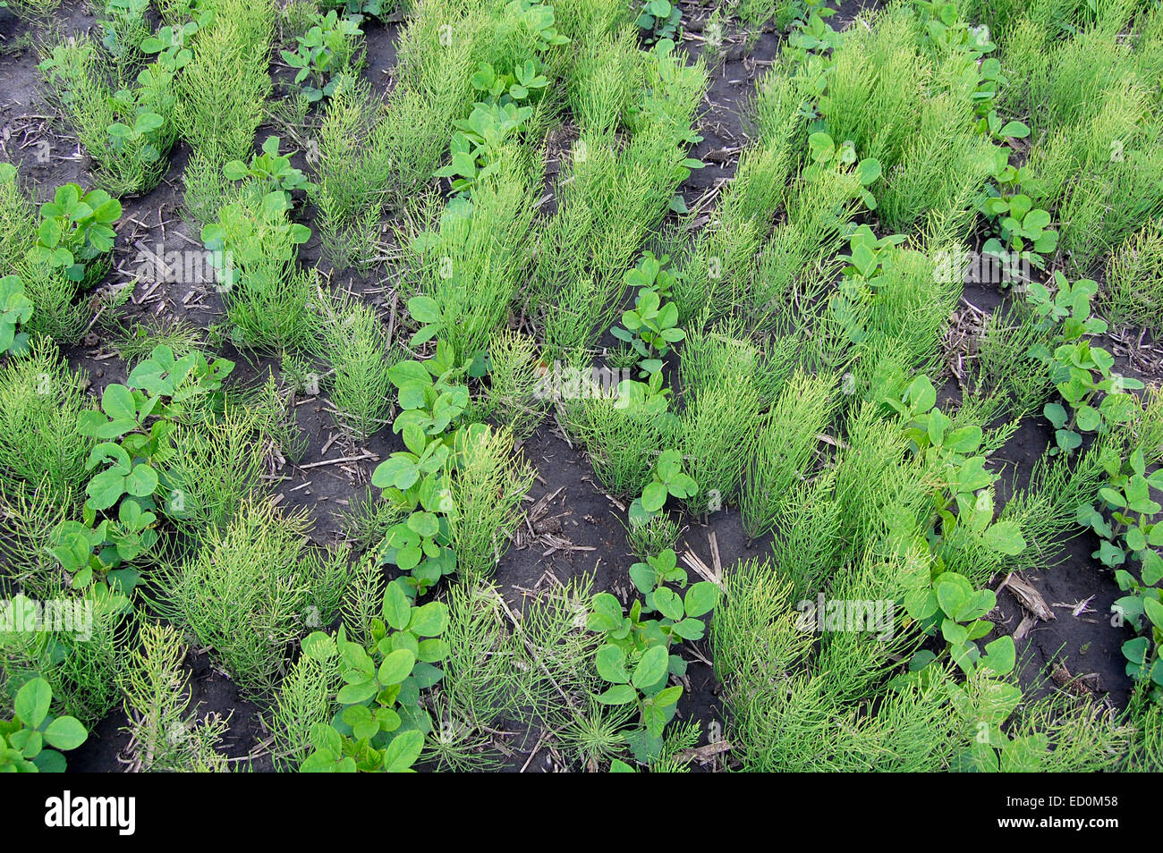 Meadow pine is one of the most hard weeds to fight with Stock Photo - Alamy