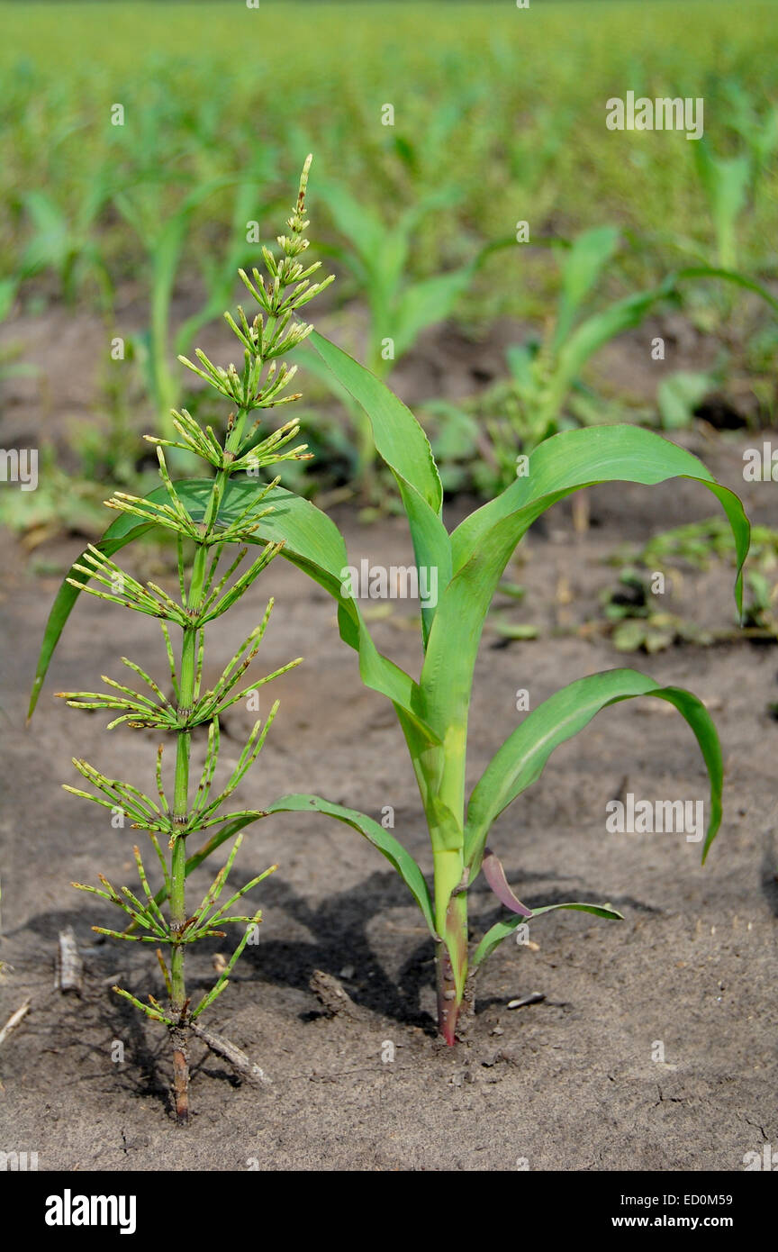Meadow pine is one of the most hard weeds to fight with Stock Photo - Alamy