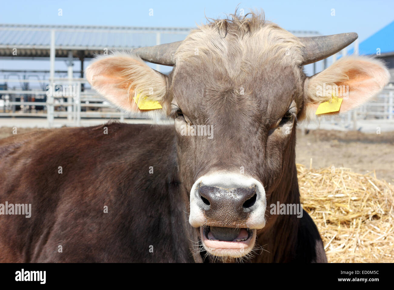 Surprised Cow