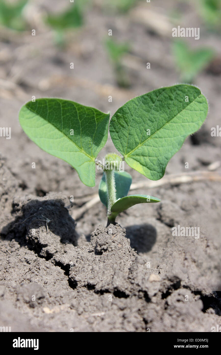 First Leaves Corn High Resolution Stock Photography and Images - Alamy