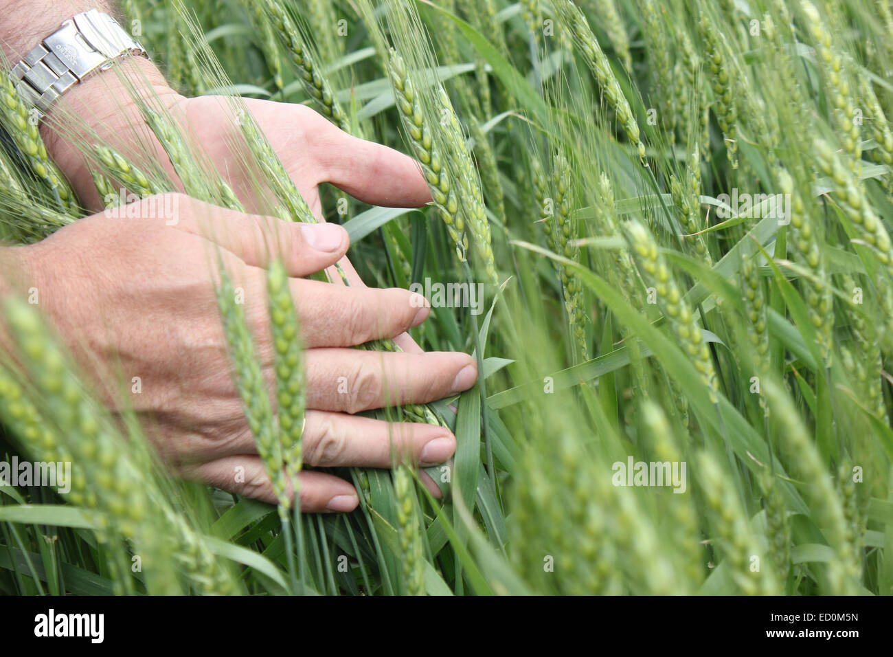 Agronomist estimates the quality of wheat Stock Photo - Alamy