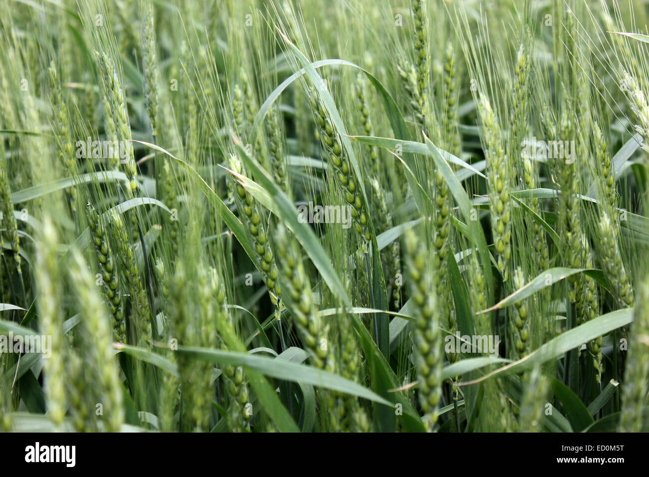 Green wheats' ears looks healthy and give good yield in the future ...