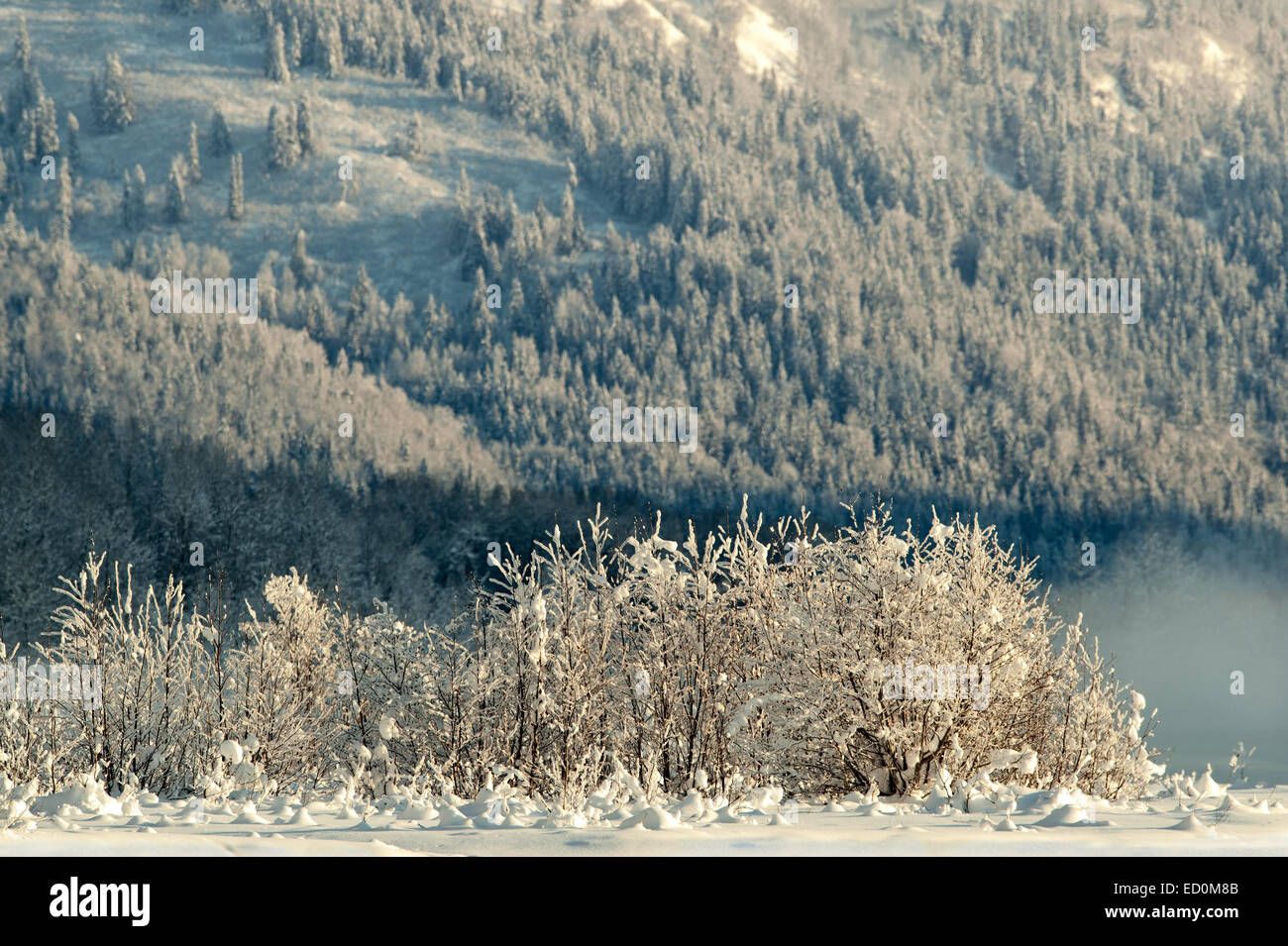 Chilkat valley and bald eagle hi-res stock photography and images - Alamy