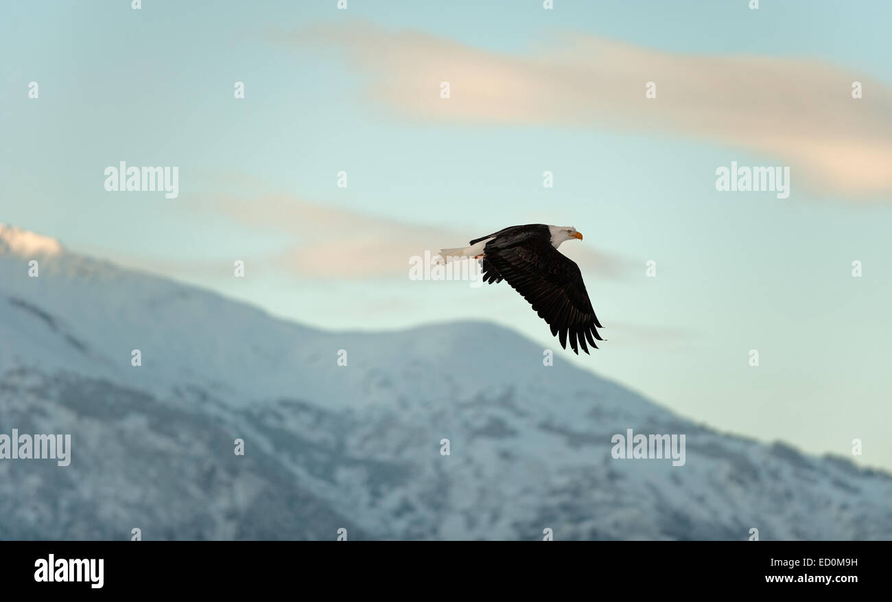 Chilkat valley and bald eagle hi-res stock photography and images - Alamy