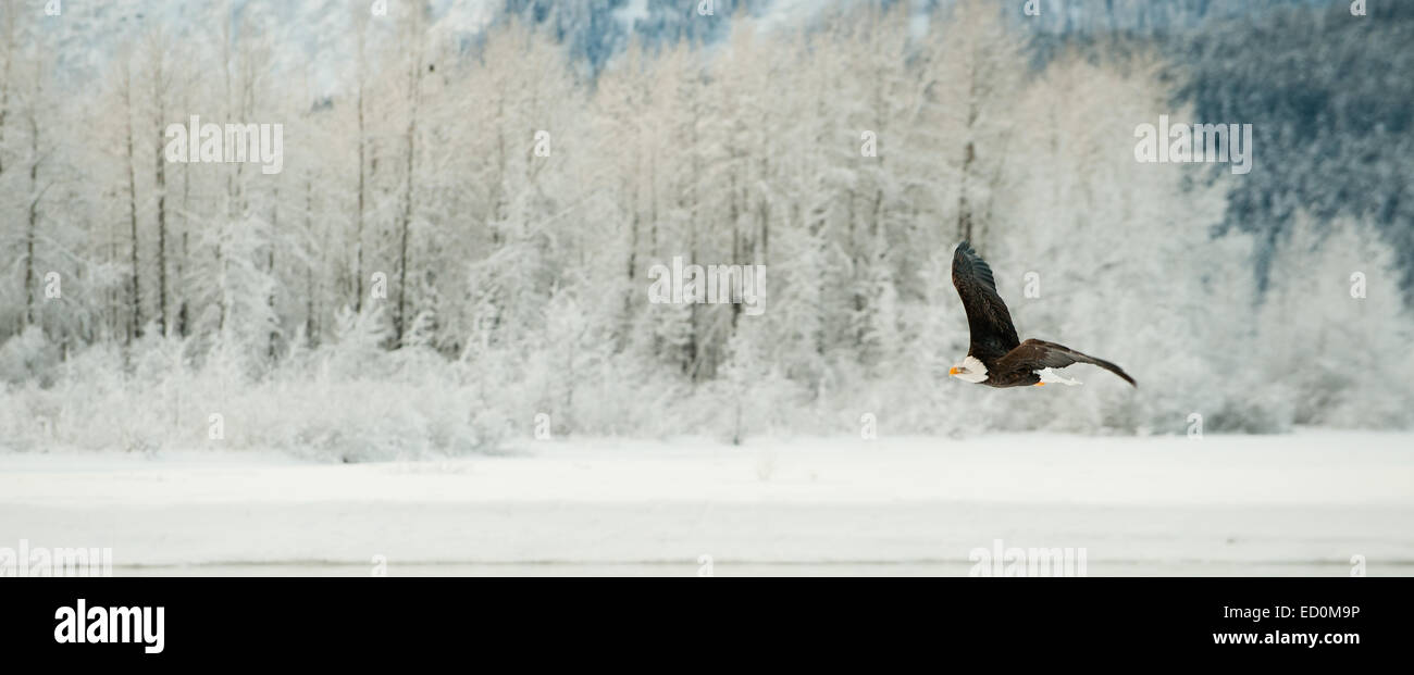 Chilkat valley and bald eagle hi-res stock photography and images - Alamy