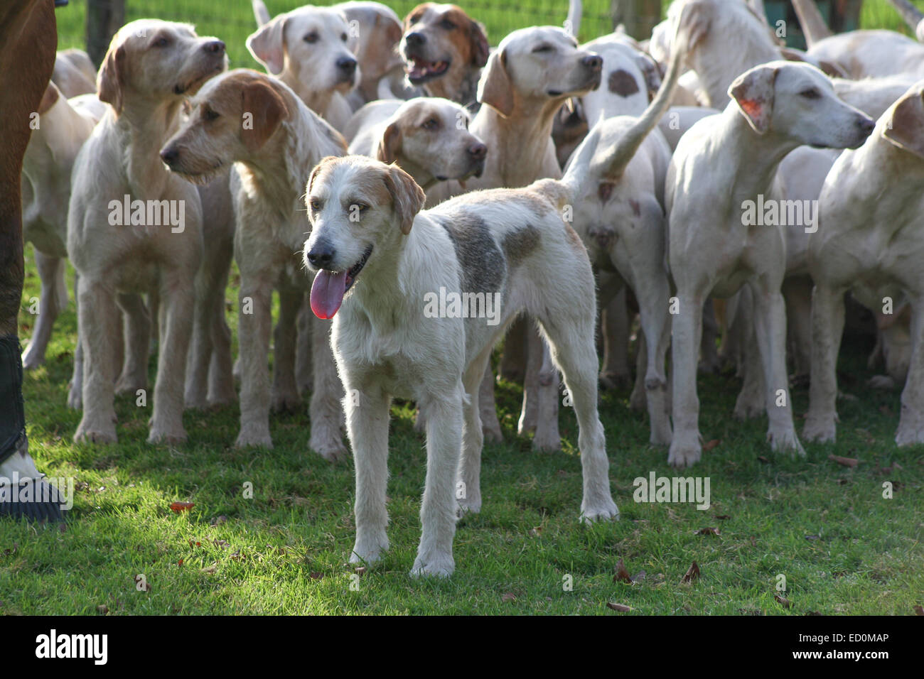 Master The Cottesmore Hunt High Resolution Stock Photography and Images ...