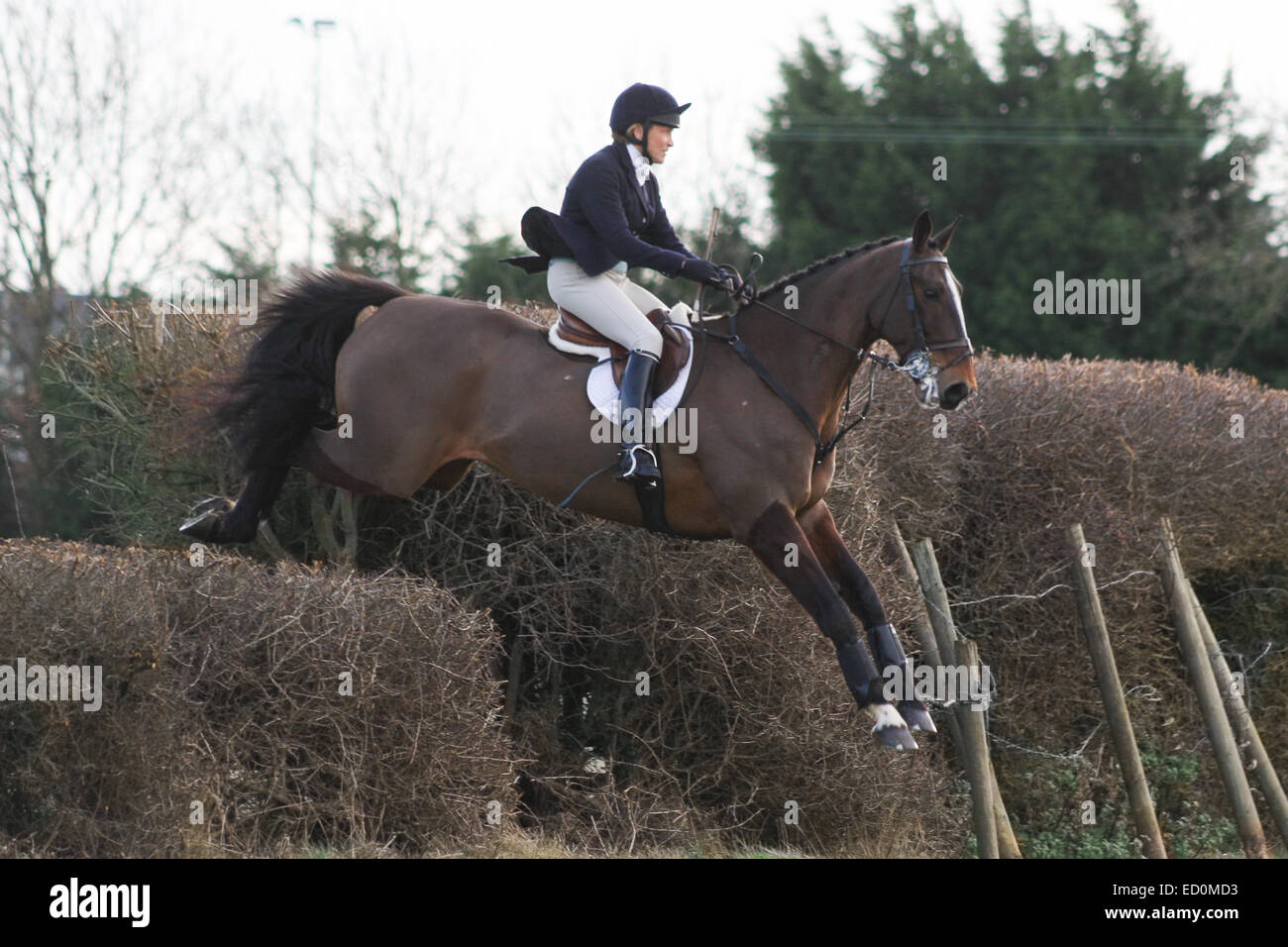 Horse jumping hedge hi-res stock photography and images - Alamy
