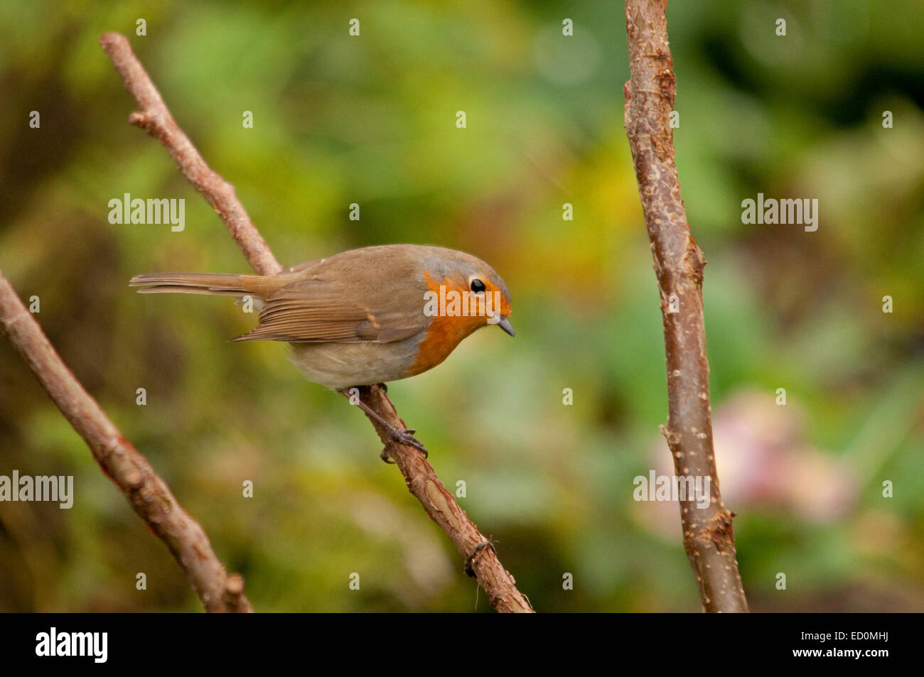 Robin with hazel hi-res stock photography and images - Alamy