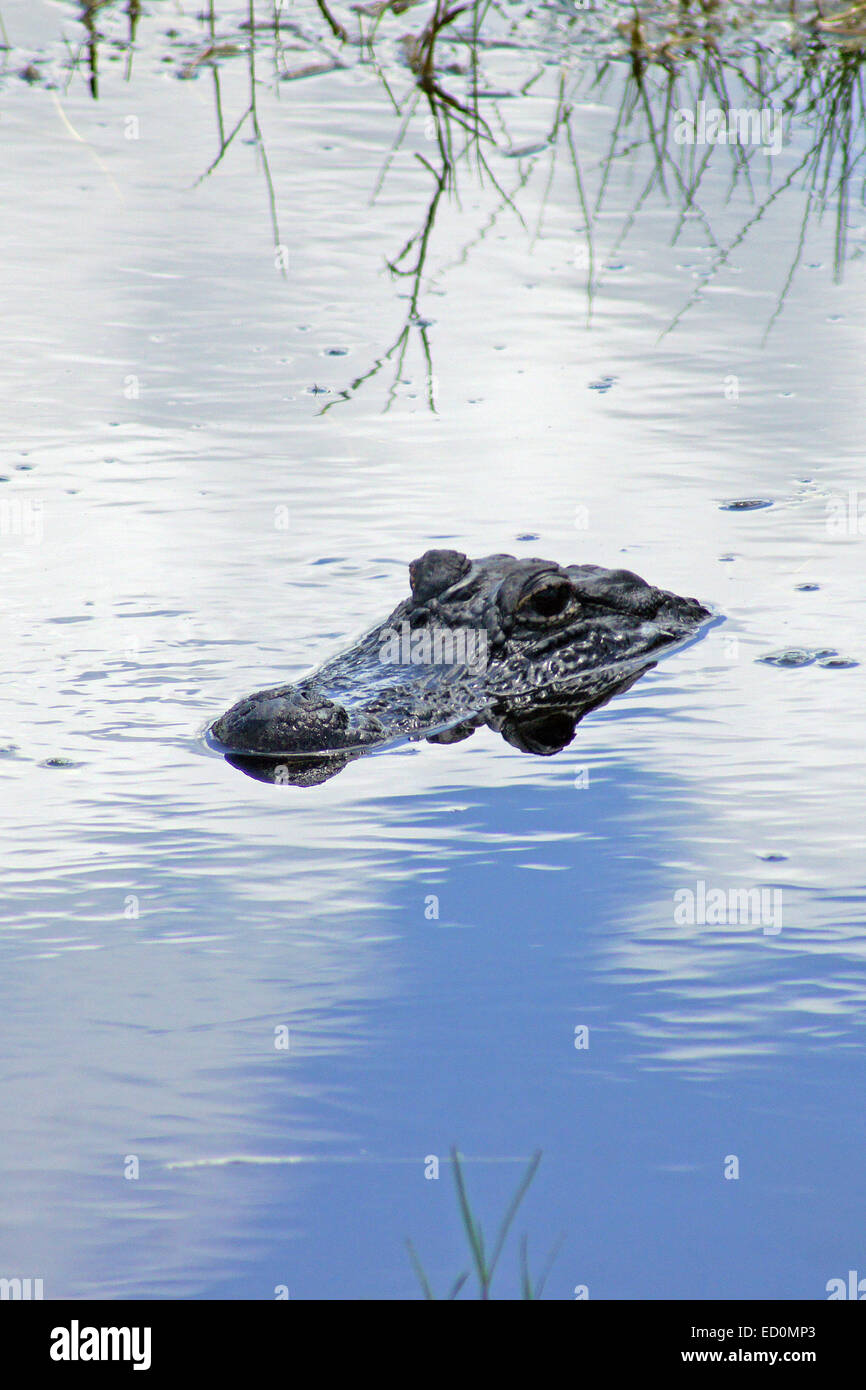 Alligator at Florida swamp Stock Photo - Alamy