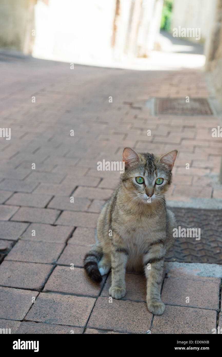 Gray alley cat in the streets of France Stock Photo - Alamy
