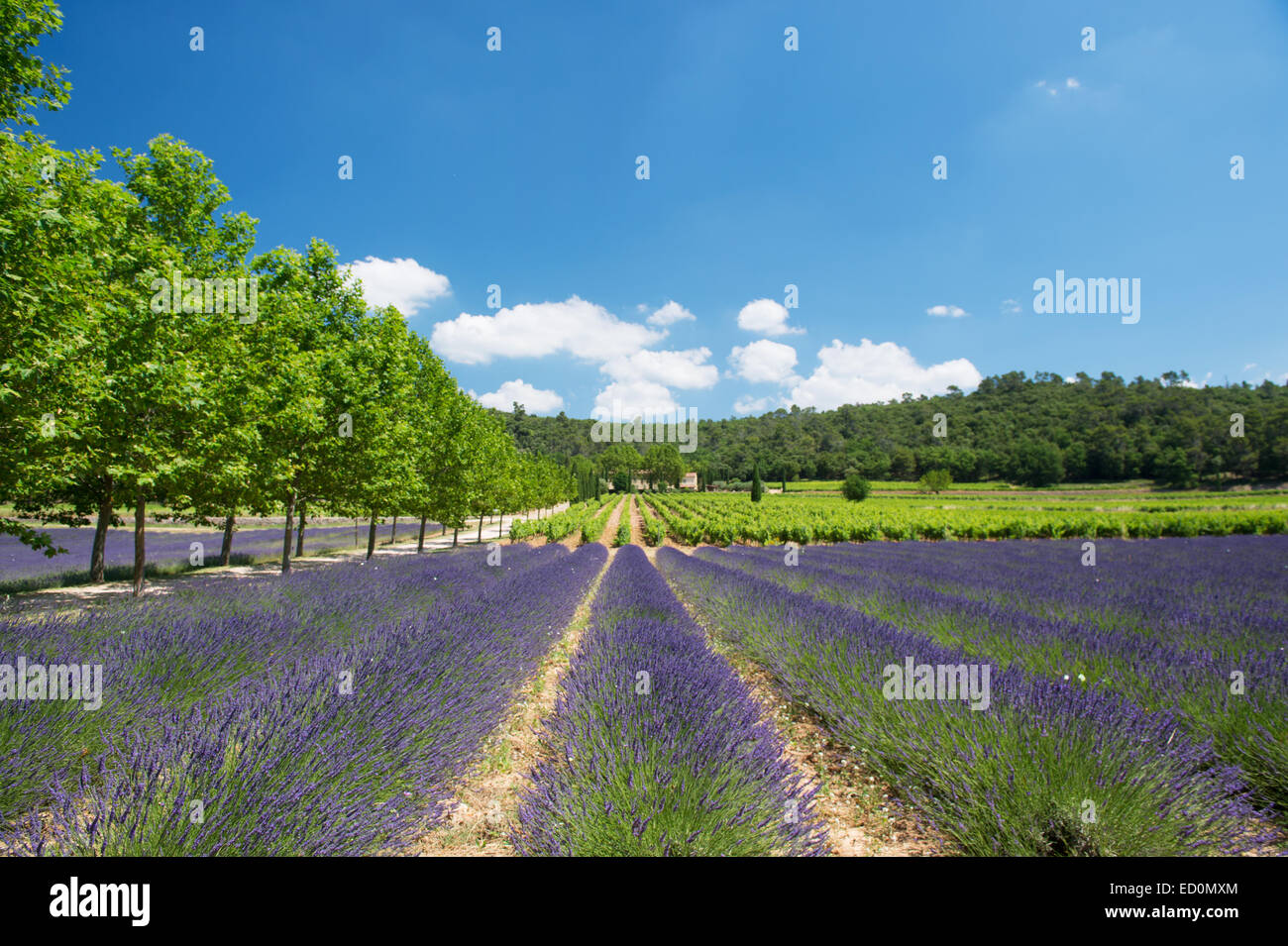 Fields with Lavender flowers and vineyard in the South of France Stock ...