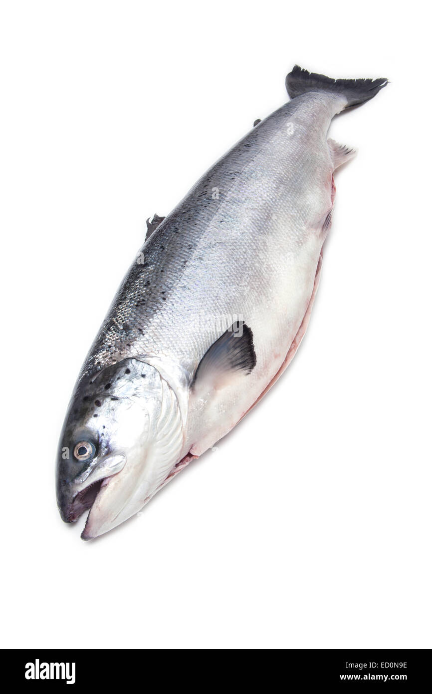 Whole Scottish salmon fish (3.6kg ) isolated on a white studio ...