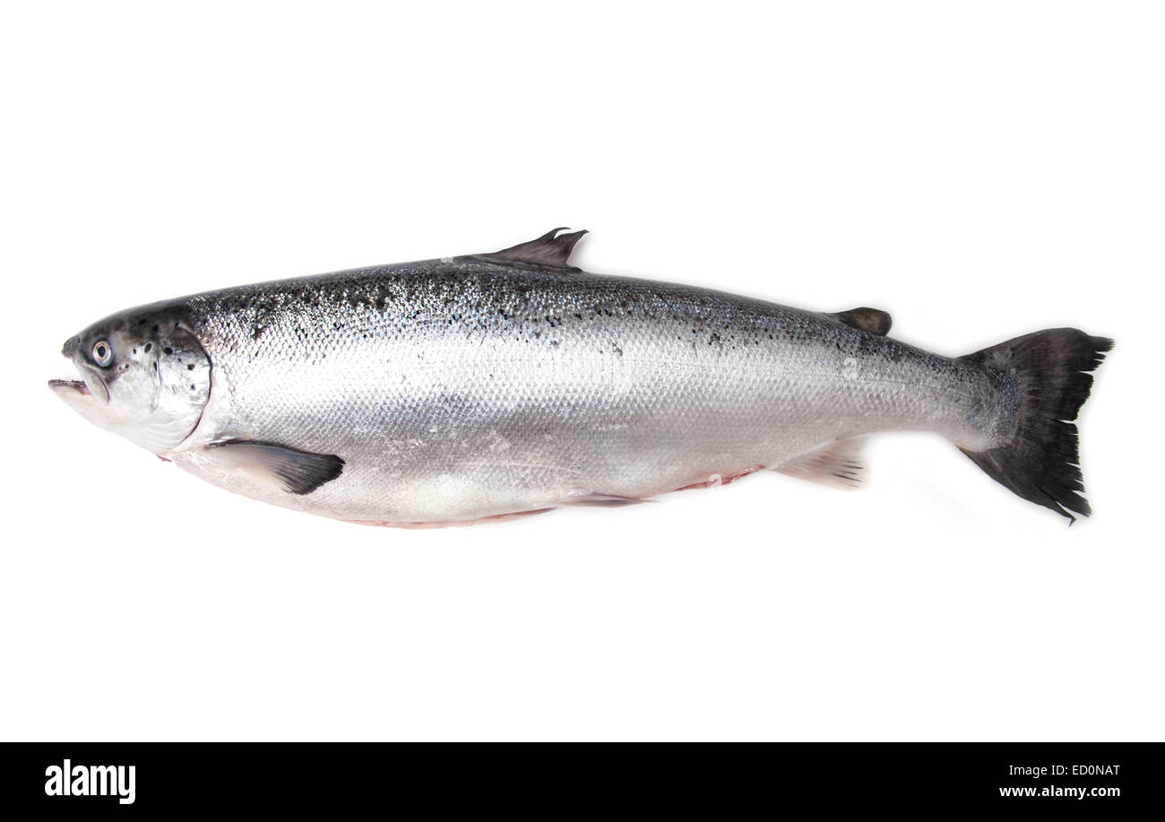 Salmon Fish Images