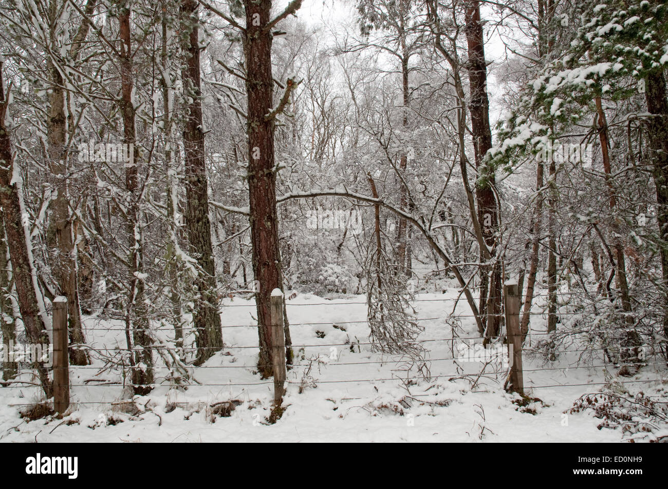 Birch trees snow hi-res stock photography and images - Alamy
