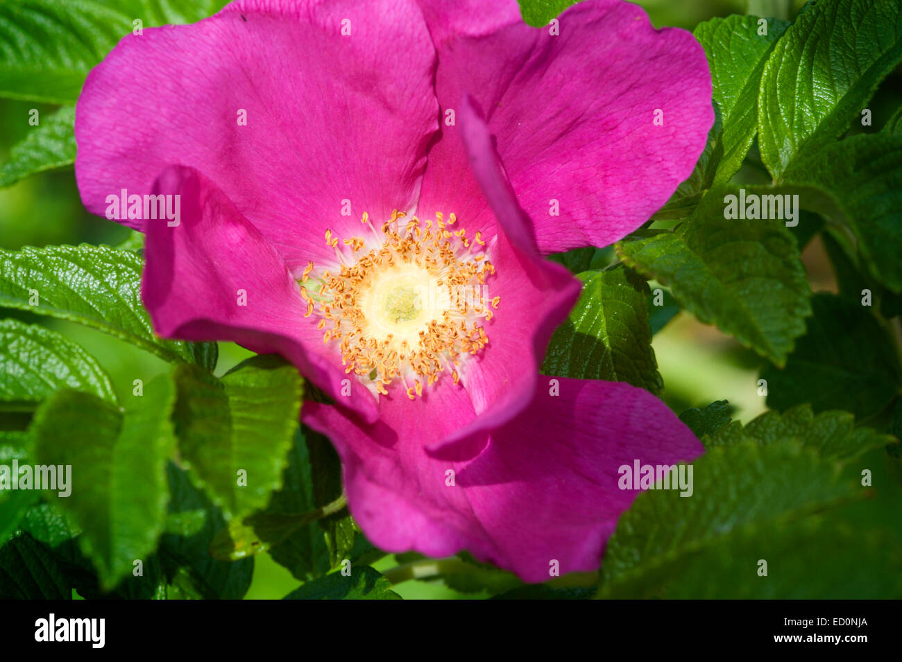 Rosa rugosa hedge uk garden hi-res stock photography and images - Alamy