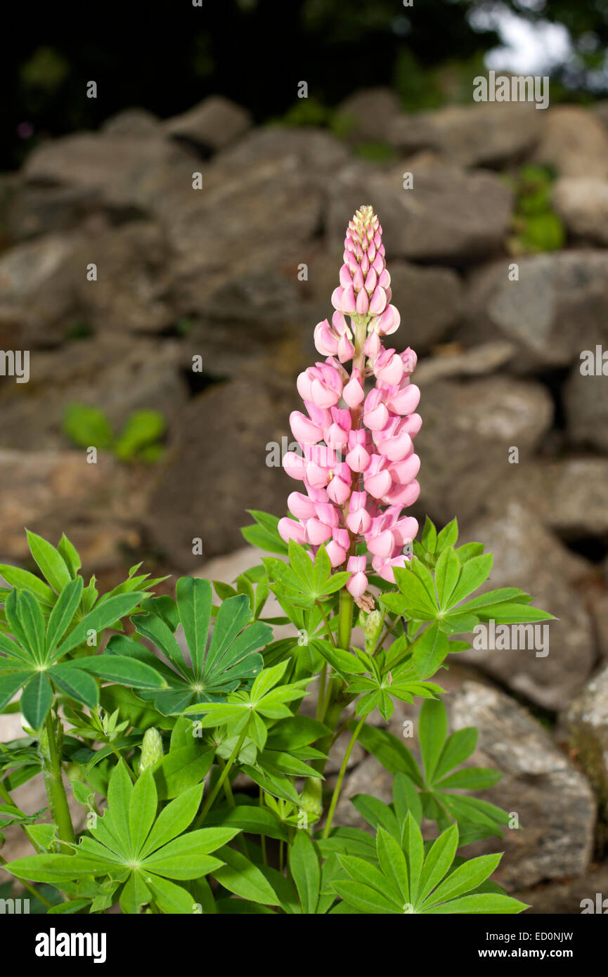 Lupinus russell hybrid hi-res stock photography and images - Alamy