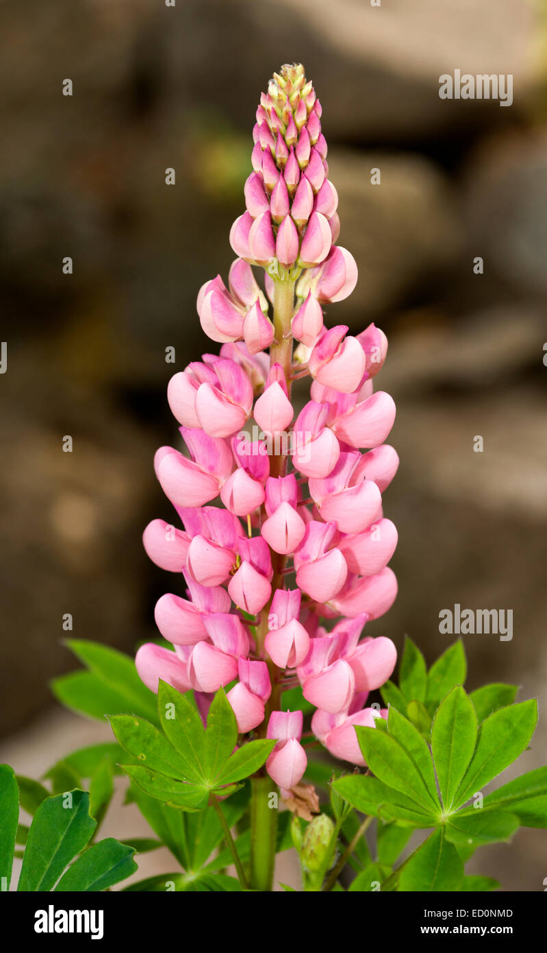 Lupinus russell hybrid hi-res stock photography and images - Alamy