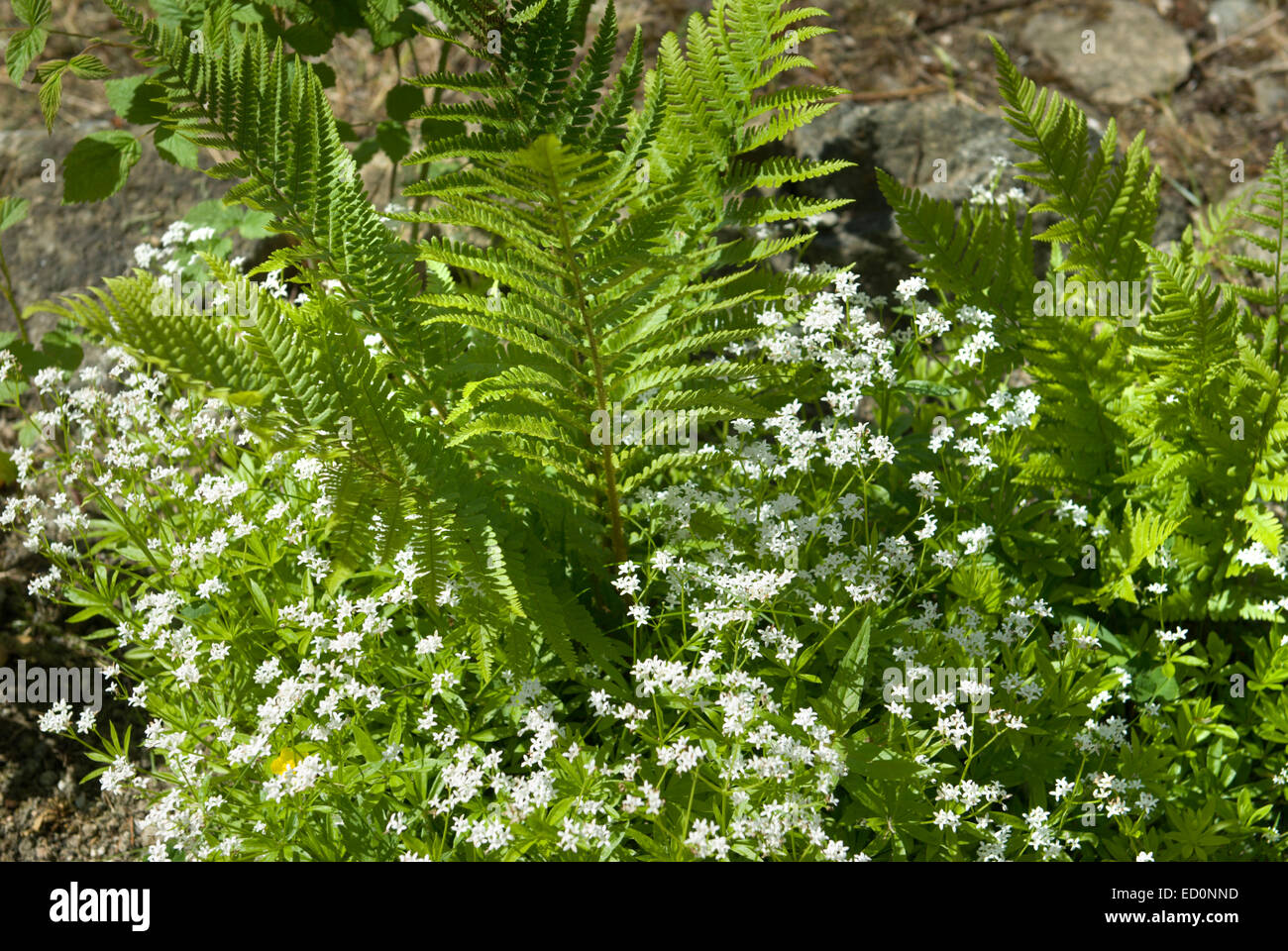 Galium odoratum hi-res stock photography and images - Alamy