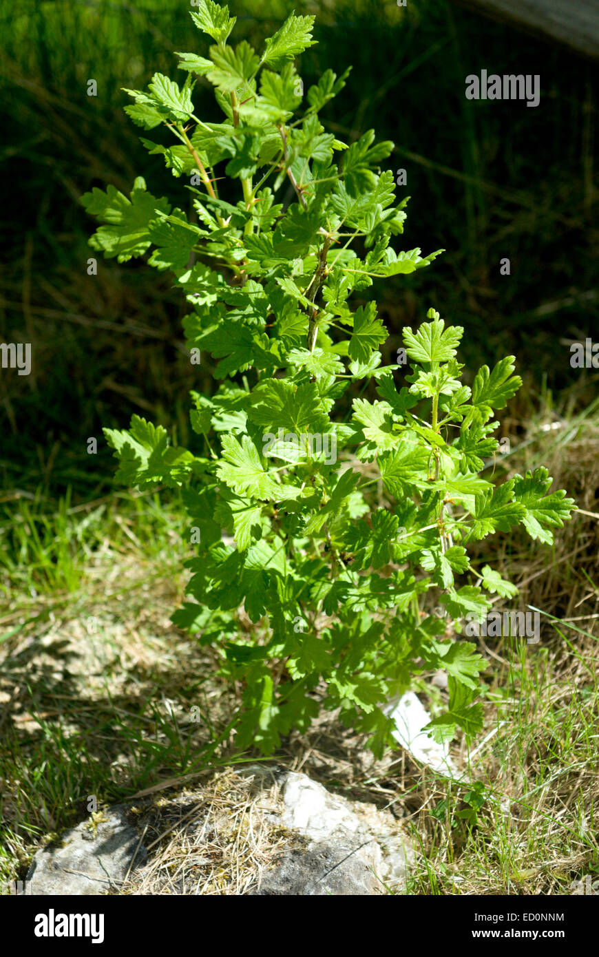 Gooseberry, Ribes uva-crispa, ‘Invicta’ in sunshine within a scottish ...