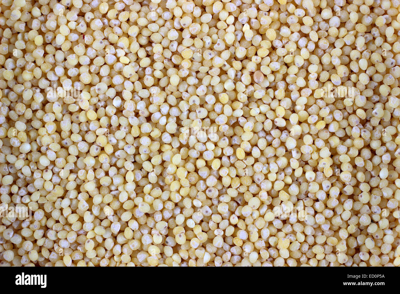 Millet cob hi-res stock photography and images - Alamy