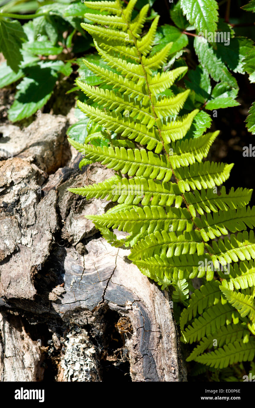 Bed of fern leaves hi-res stock photography and images - Alamy