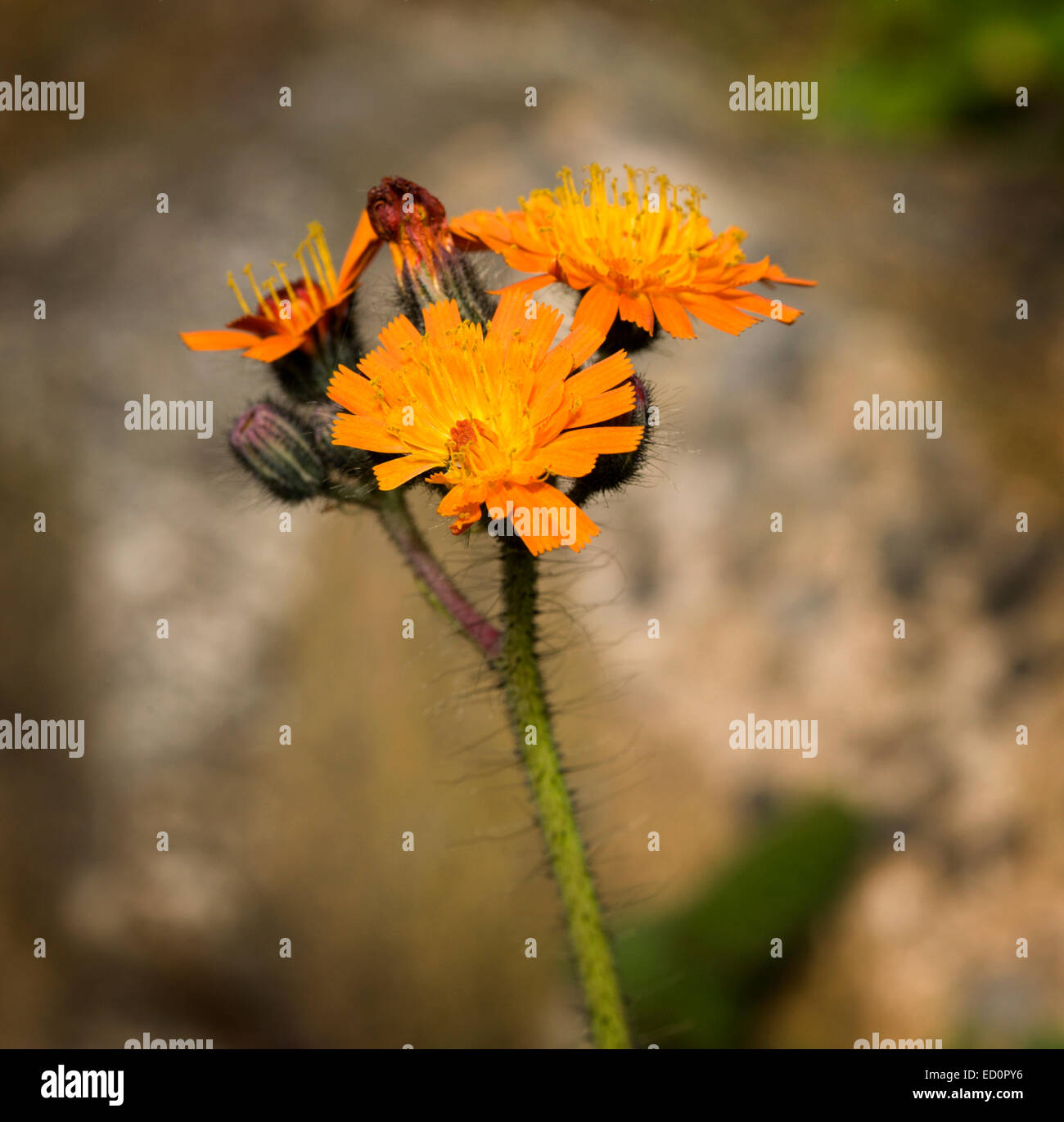 pretty tall stemmed flowers of Fox-and-cubs, Hieraceum aurantiaca in a ...