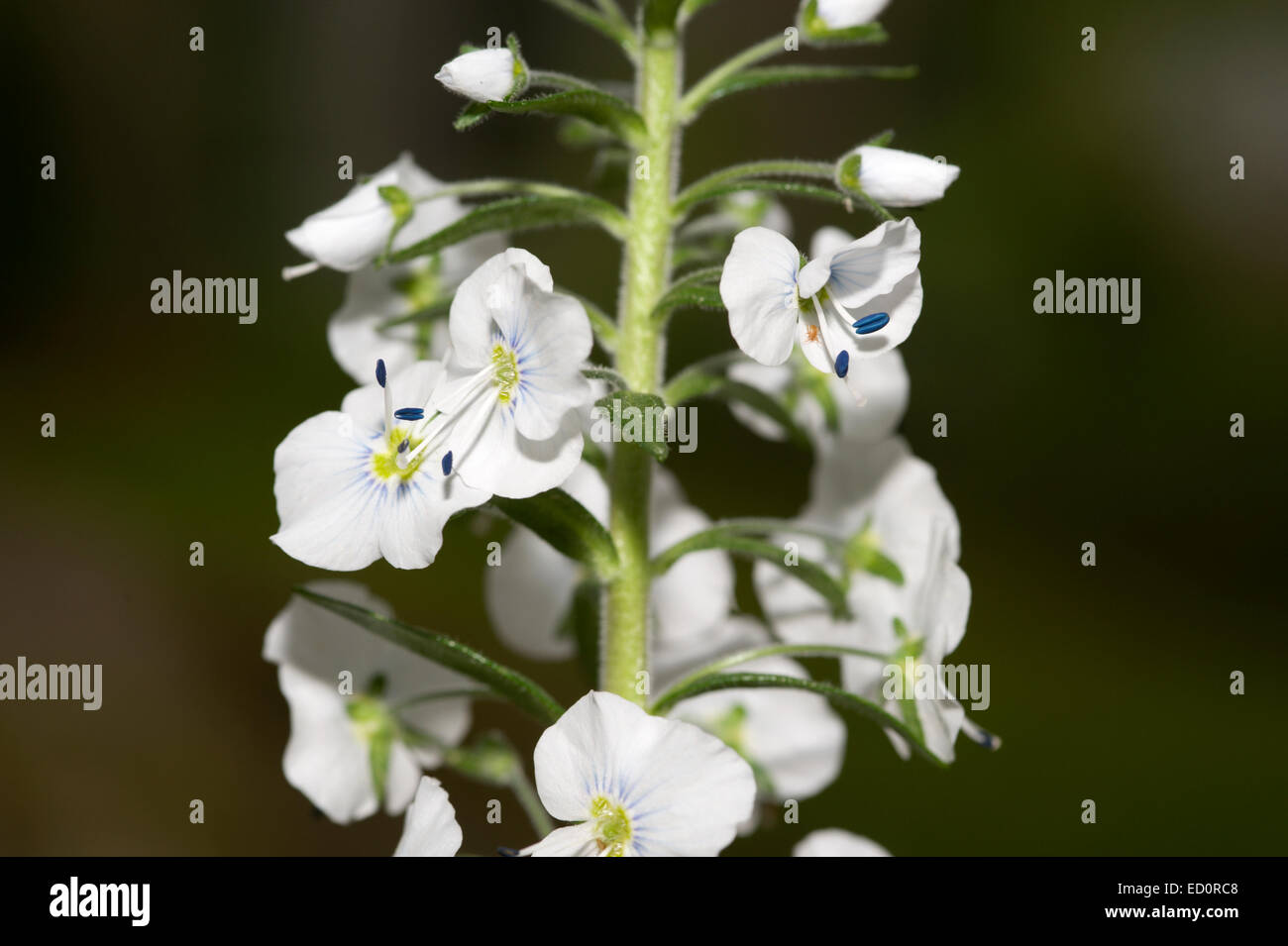 Veronica, speedwell, Veronica gentianoides, Alba growing in a scottish ...