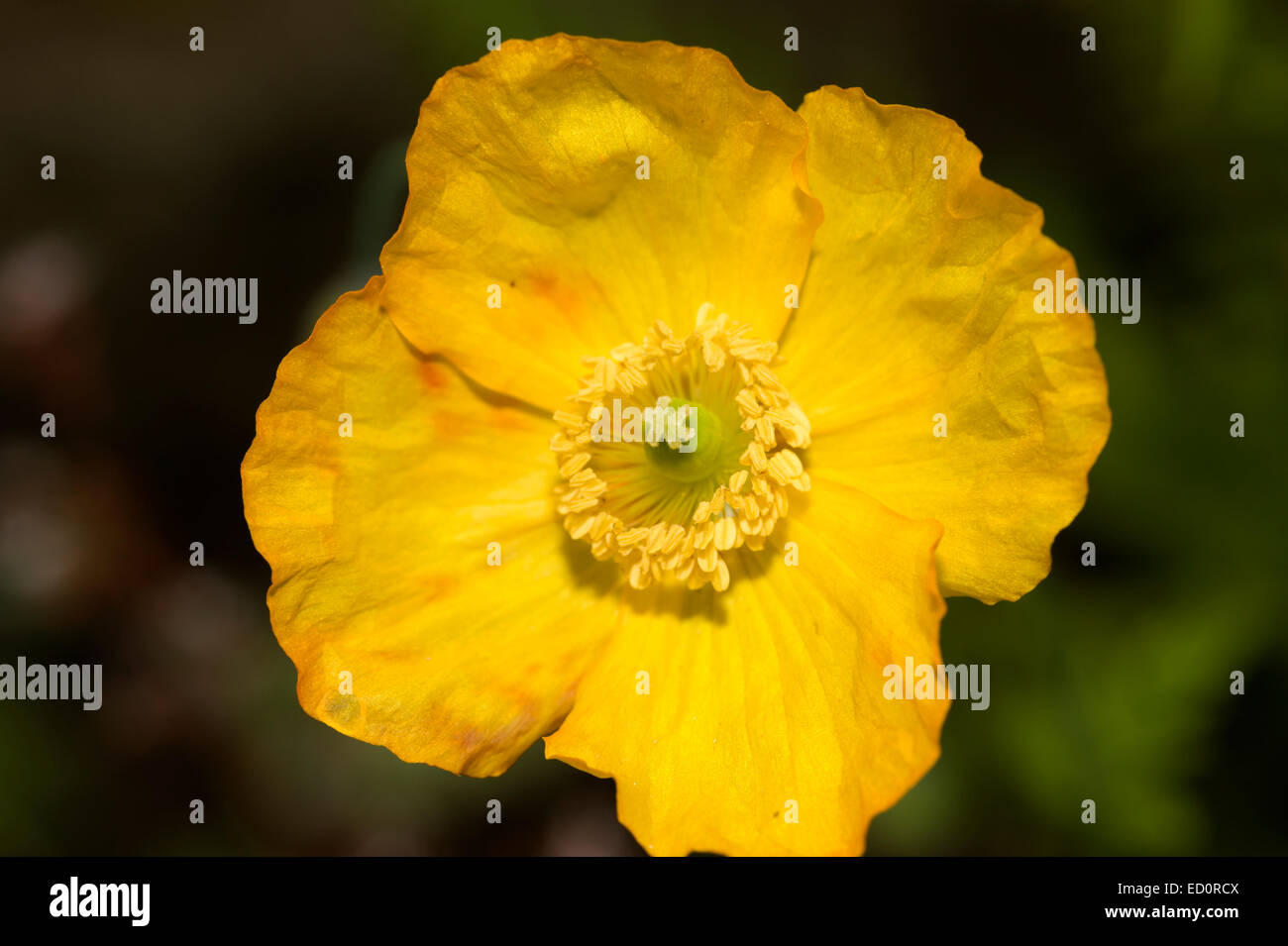Welsh poppy, Meconopsis cambric in flower in a cottage style garden in ...