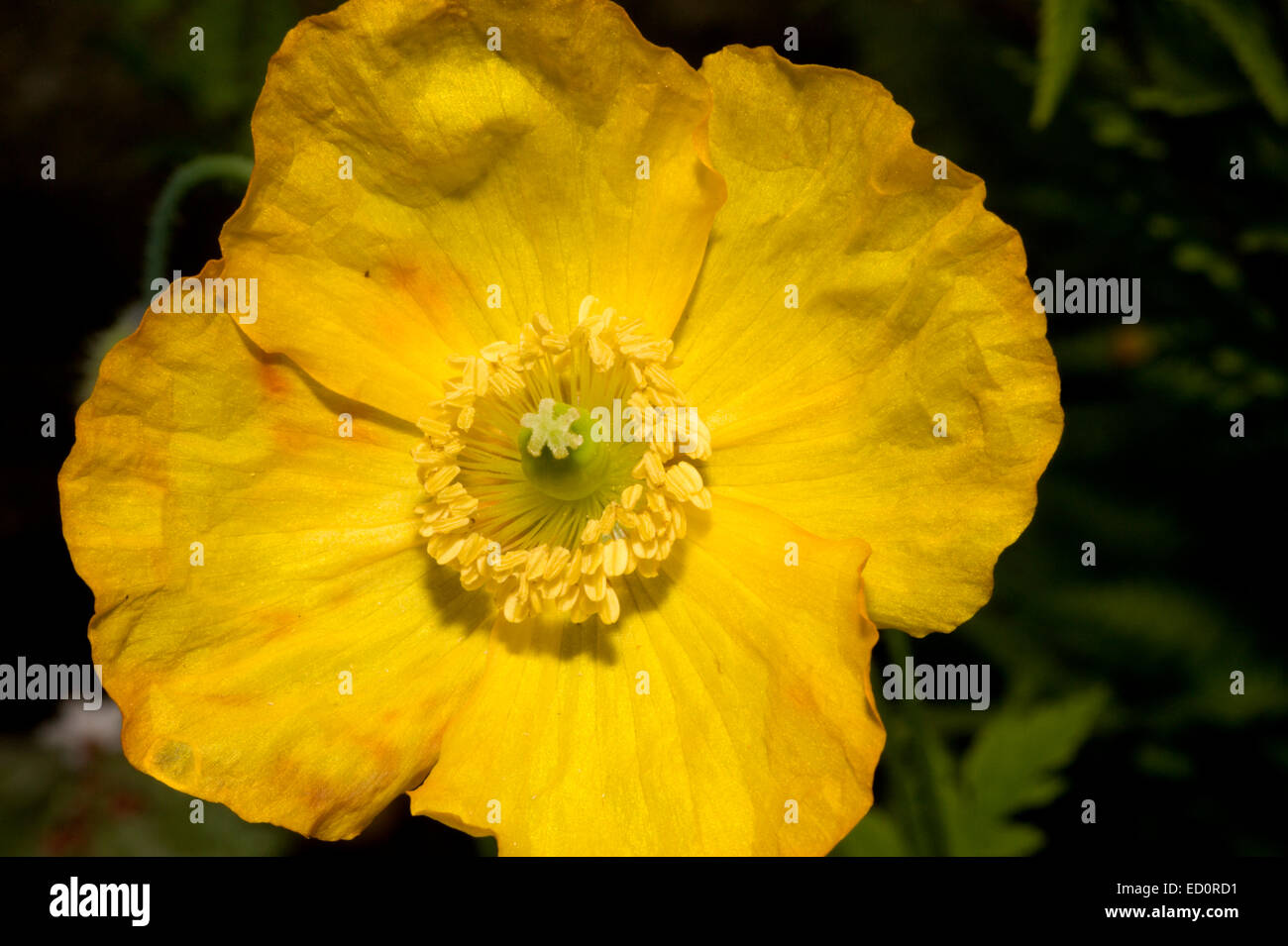 Welsh poppy, Meconopsis cambric in flower in a cottage style garden in ...
