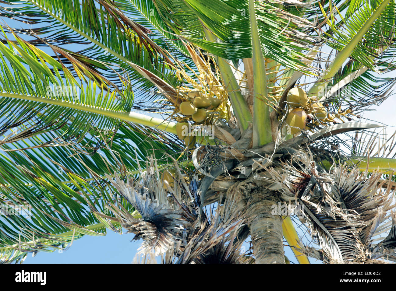 Healthy coconut tree hi-res stock photography and images - Alamy