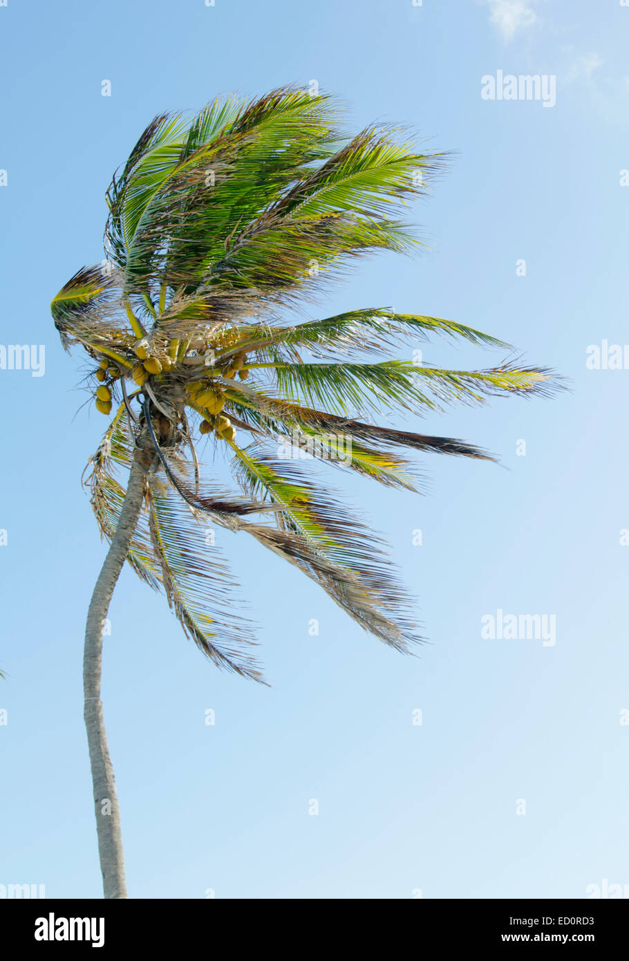 Healthy coconut tree hi-res stock photography and images - Alamy